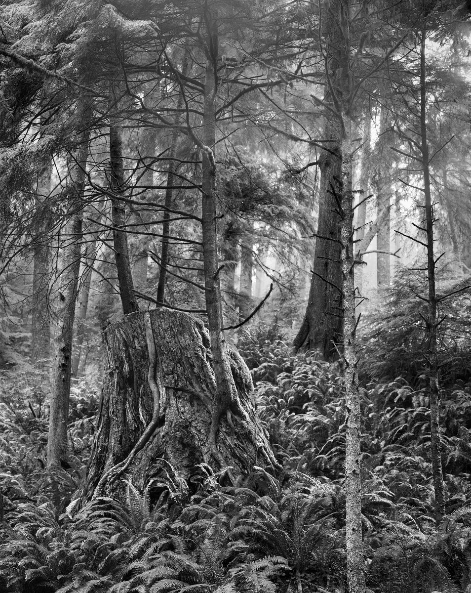 The Giving Tree - 16"x 20" Hahnemühle Photo Rag print – Opera House ...