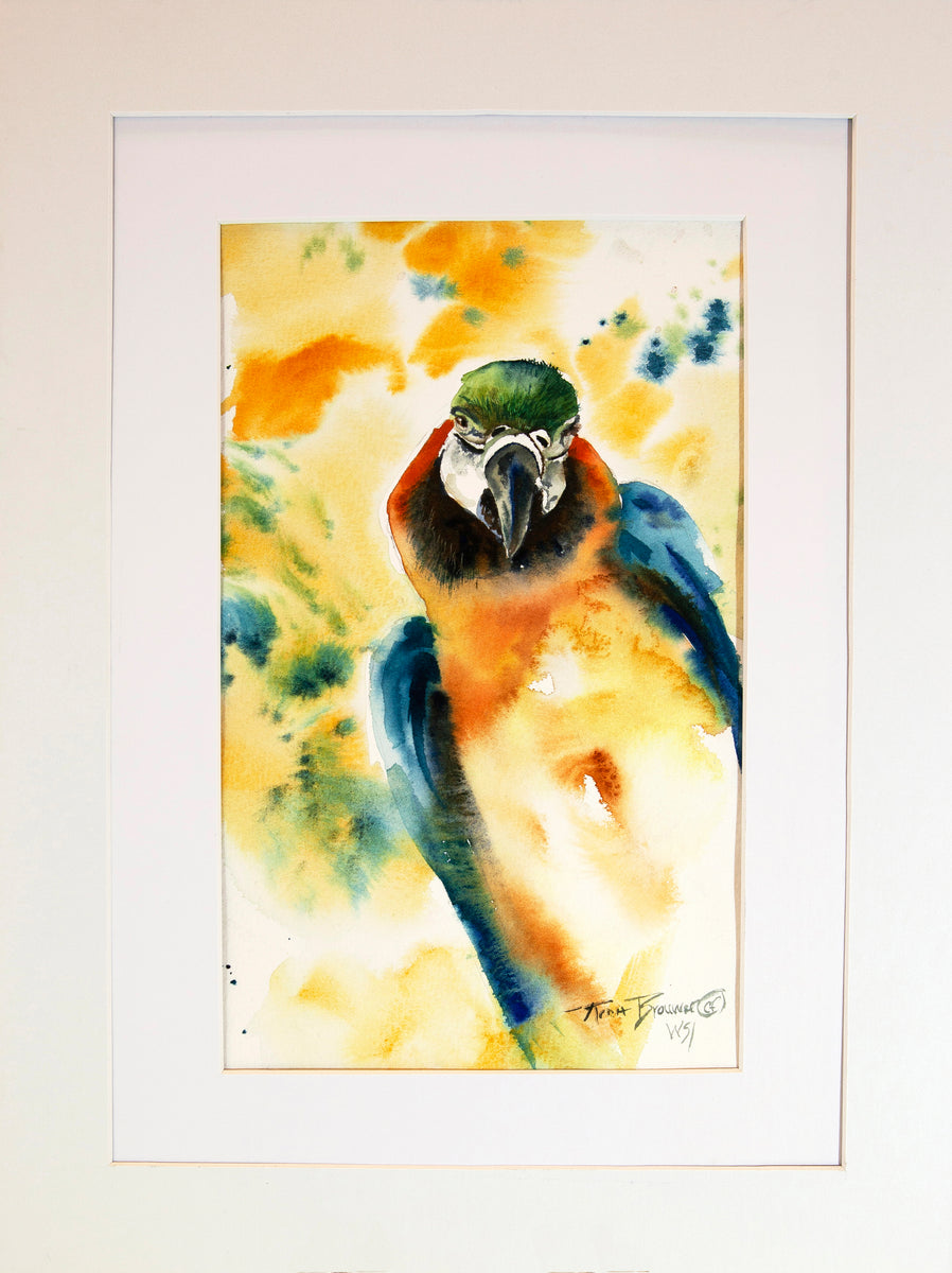 Parrot P-1 – Opera House Gallery of Contemporary Art